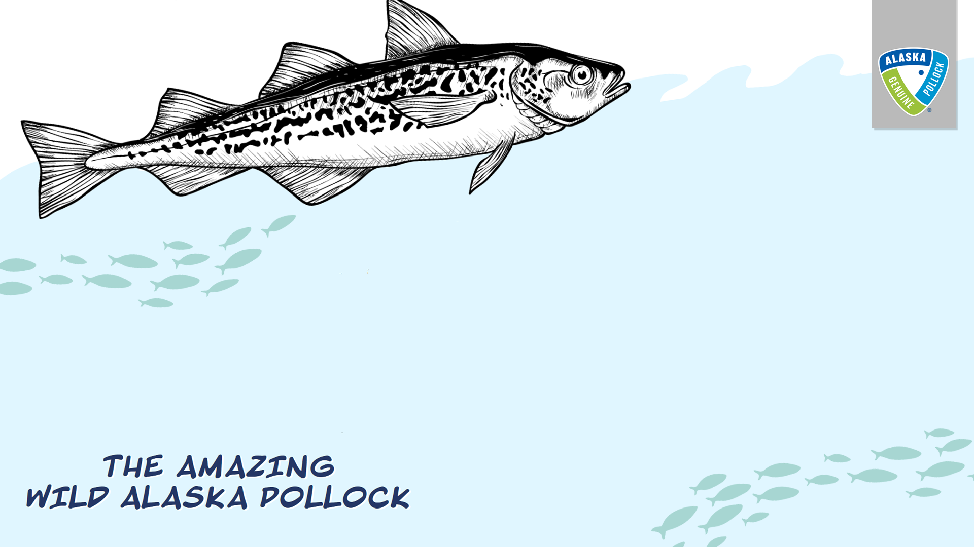 Wild Alaska Pollock Home | Genuine Alaska Pollock Producers | Genuine ...