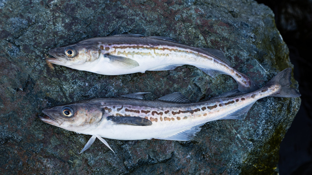 Seafood Sourcing Know Your Catch | Genuine Alaska Pollock Producers