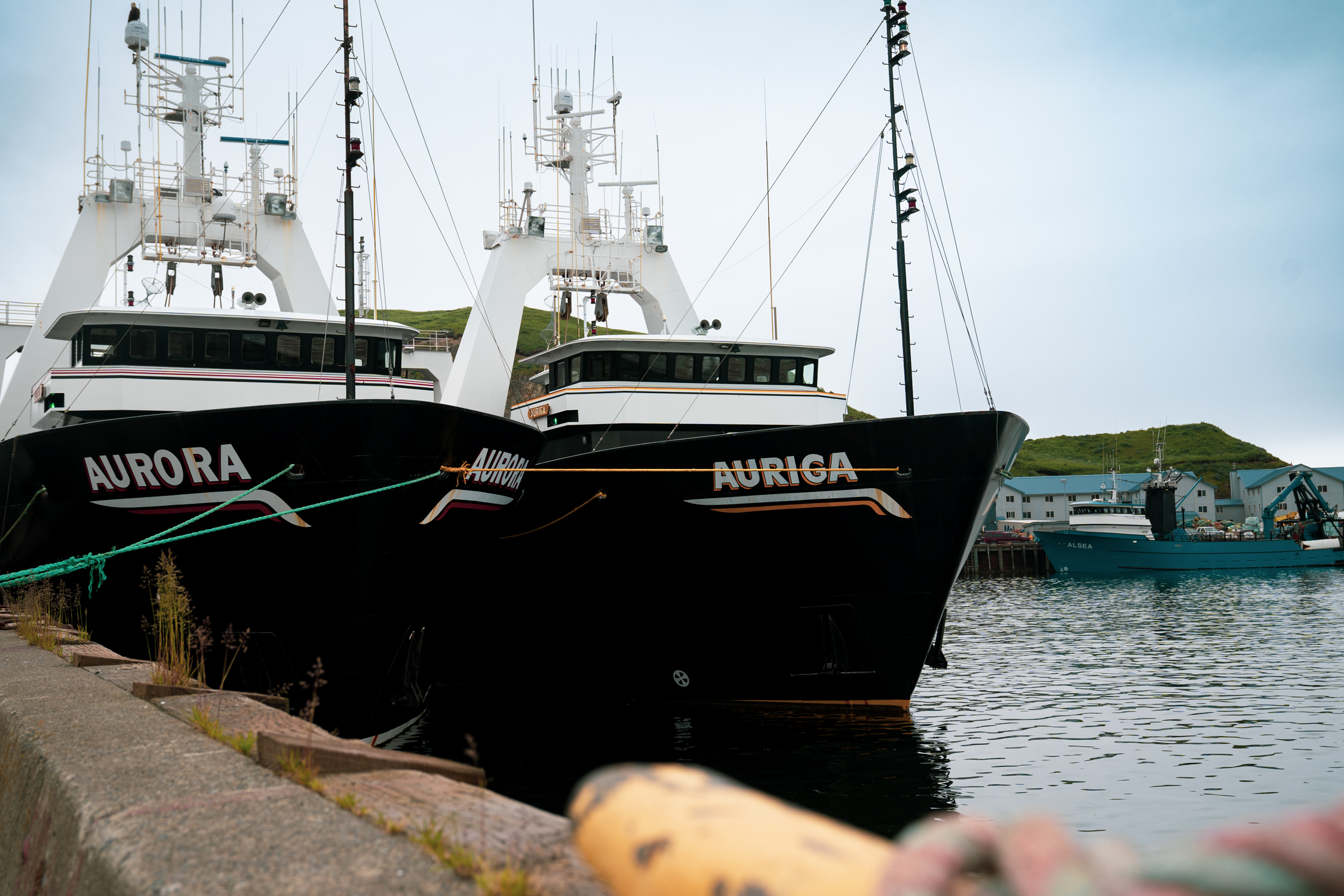 2024 Wild Alaska Pollock A Season Starting January 20th | Genuine ...